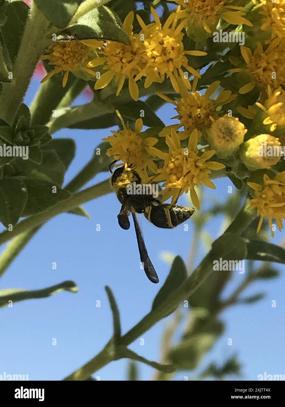 Smiling Mason Wasp (Ancistrocerus campestris) Insecta Stock Photo - Alamy