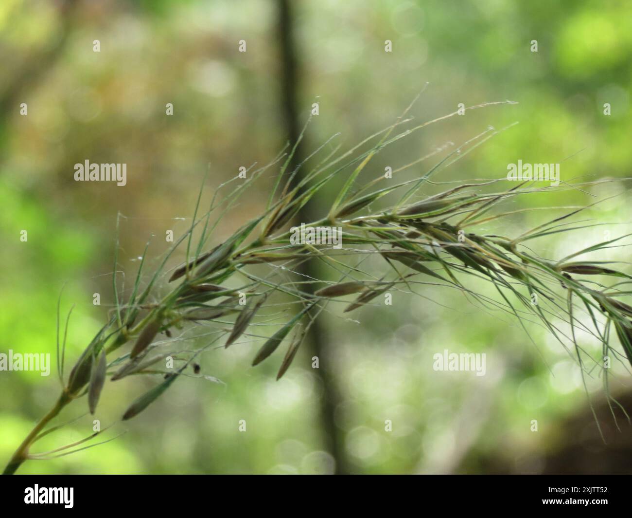 Wild Ryes and Wheatgrasses (Elymus) Plantae Stock Photo - Alamy