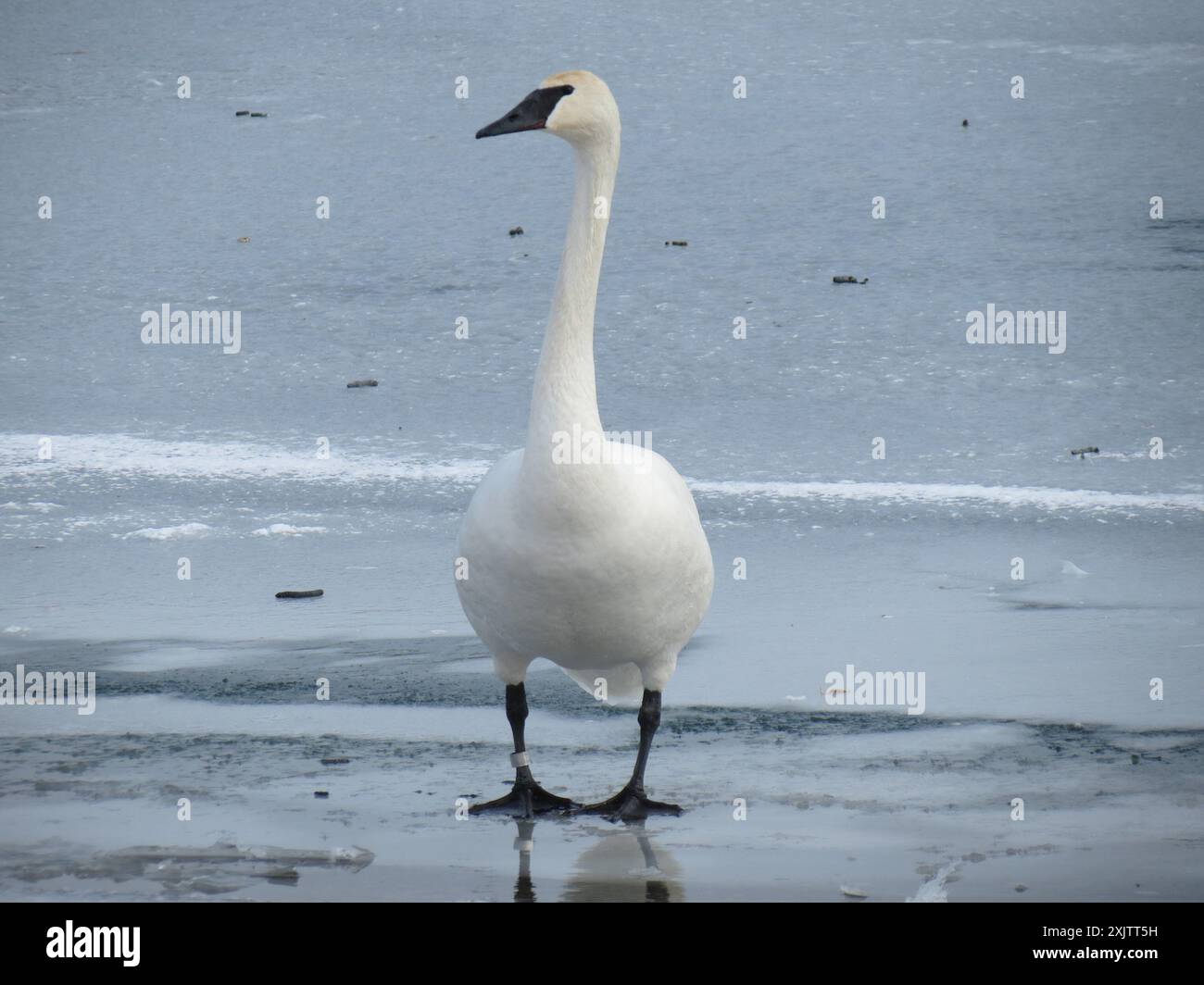 Trumpeter Swan (Cygnus buccinator) Aves Stock Photo - Alamy