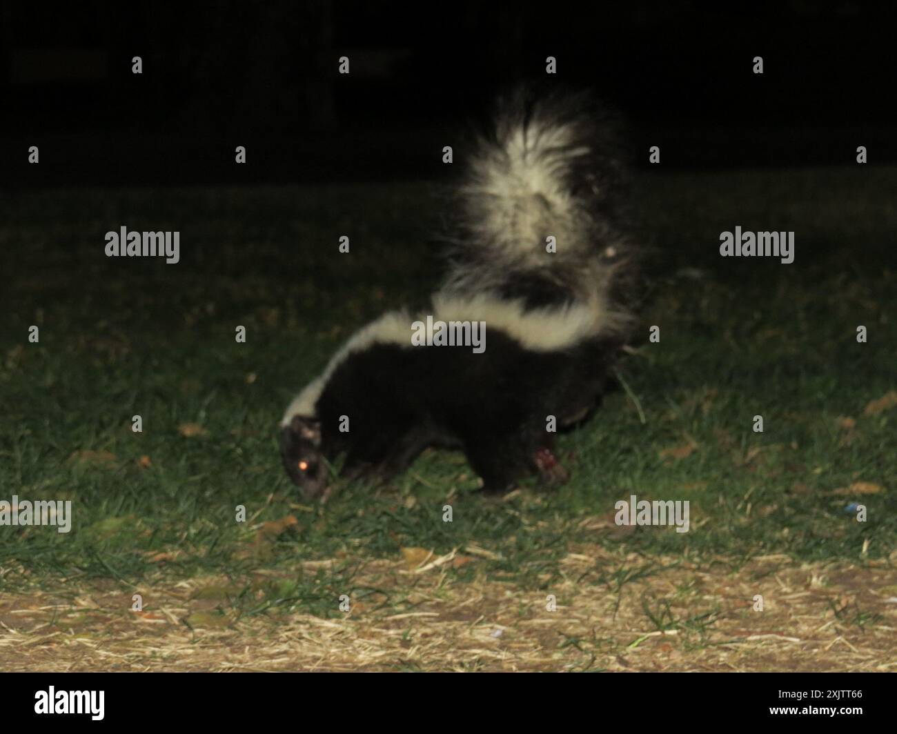 Striped Skunk (Mephitis mephitis) Mammalia Stock Photo - Alamy