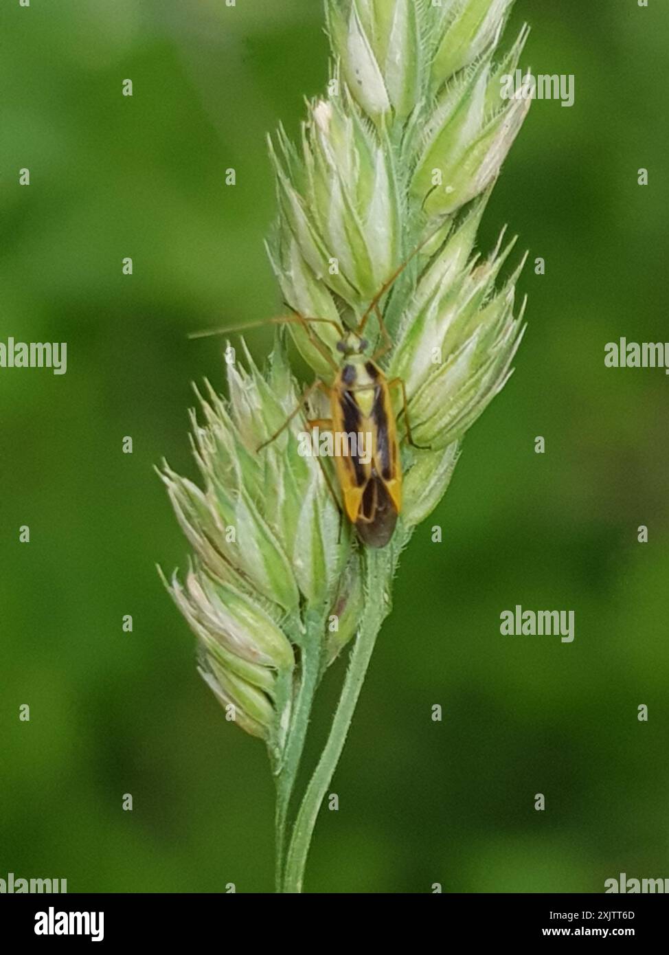 Two-spotted Grass Bug (Stenotus binotatus) Insecta Stock Photo - Alamy