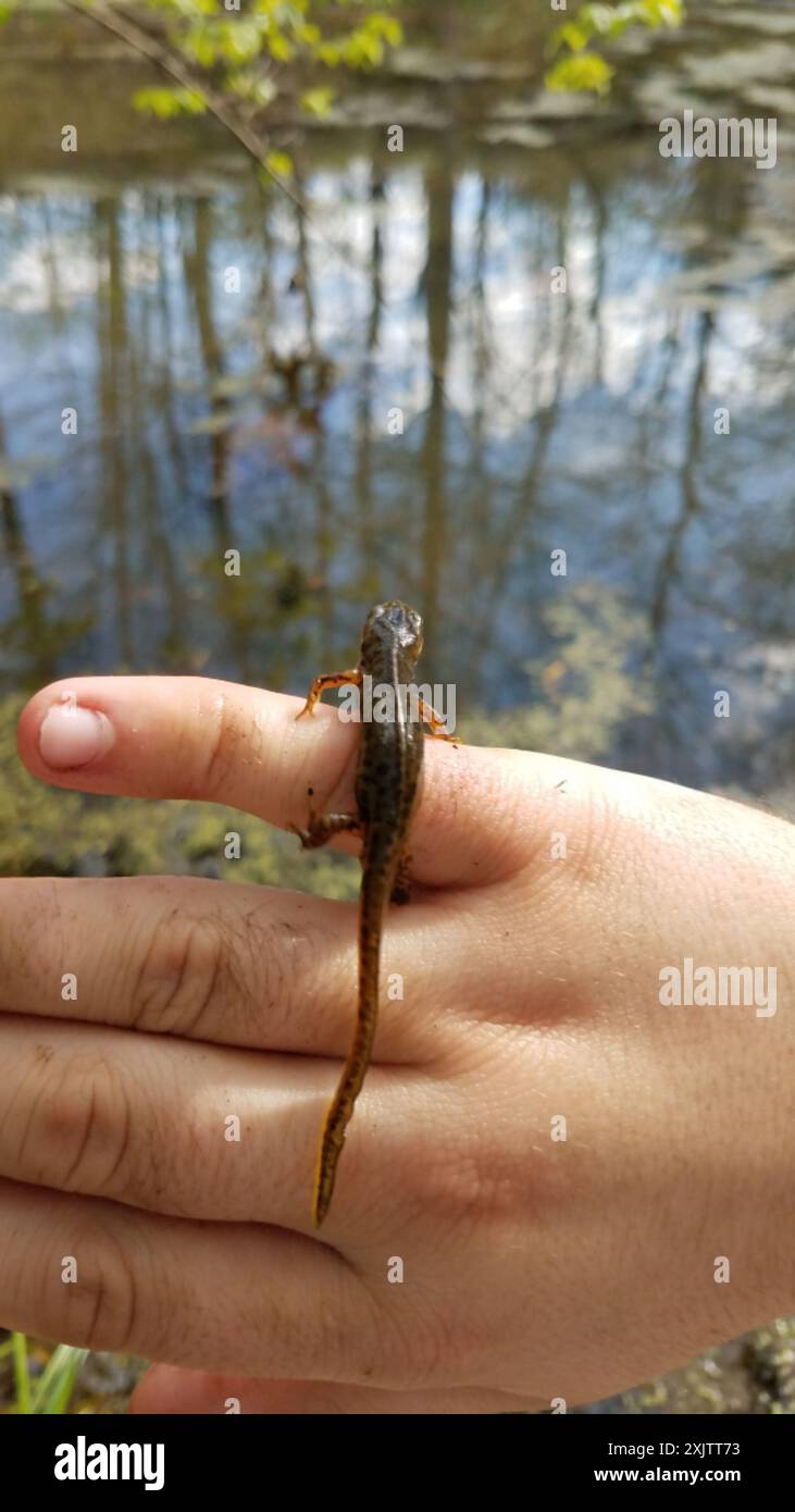 Eastern Newt (Notophthalmus viridescens) Amphibia Stock Photo - Alamy