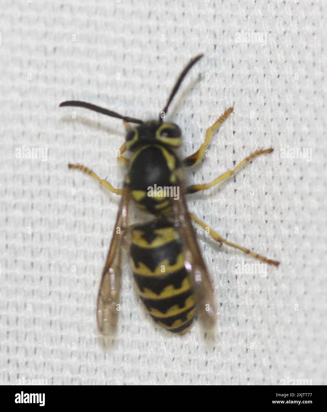 Western Yellowjacket (Vespula pensylvanica) Insecta Stock Photo - Alamy