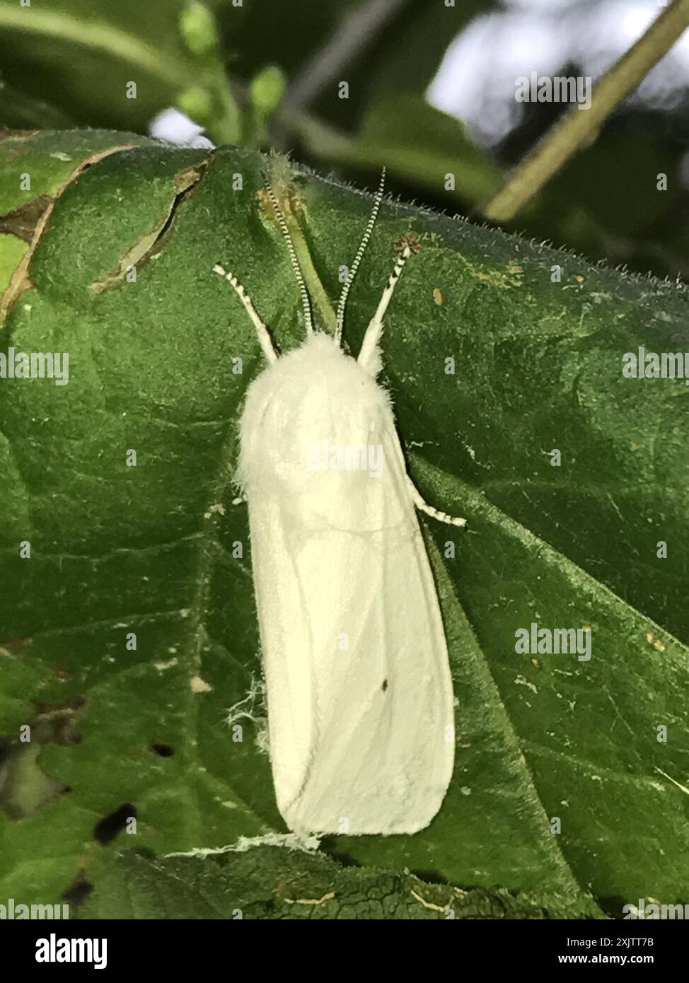 Virginian Tiger Moth (Spilosoma virginica) Insecta Stock Photo - Alamy