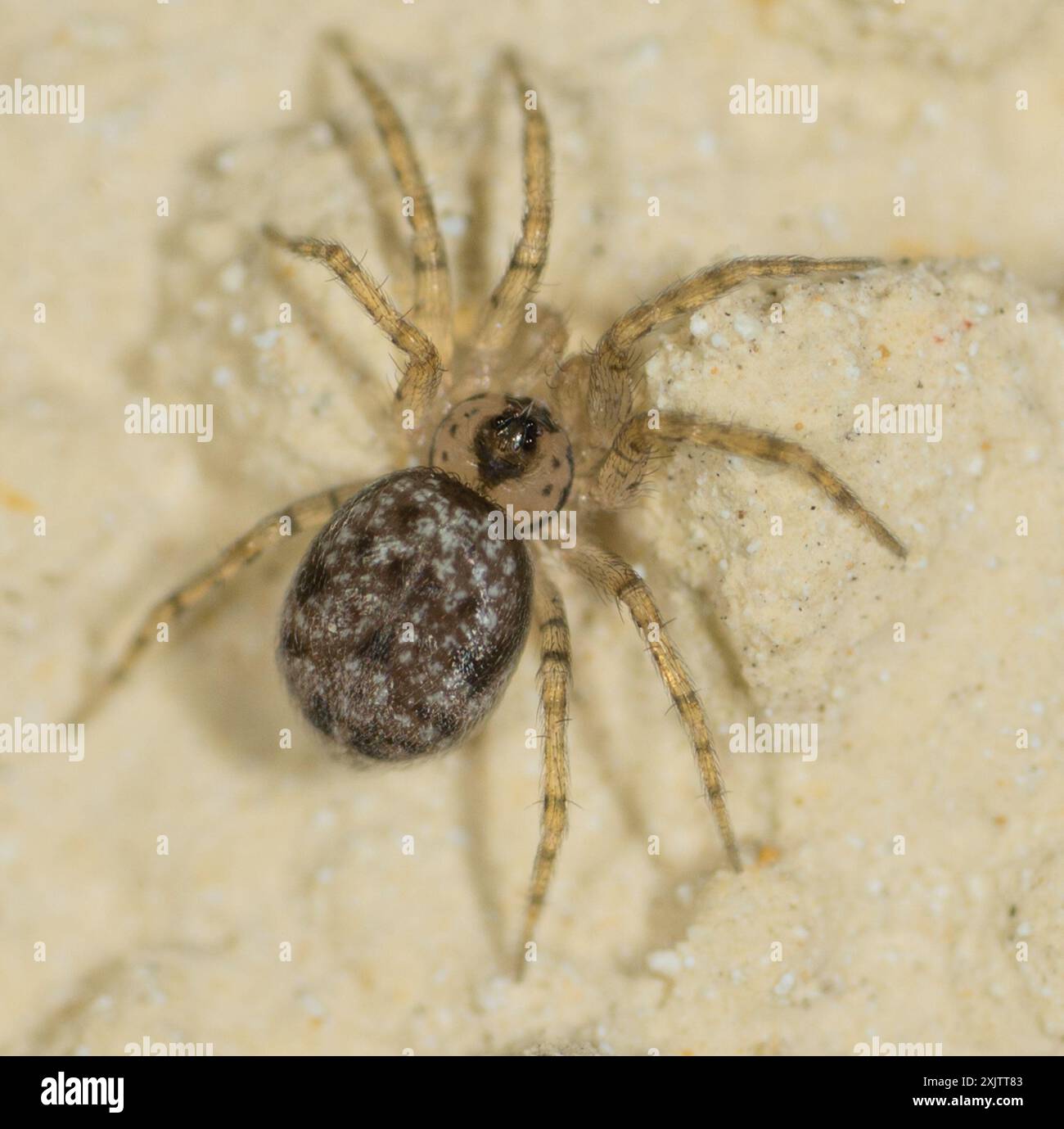 Oecobius navus hi-res stock photography and images - Alamy