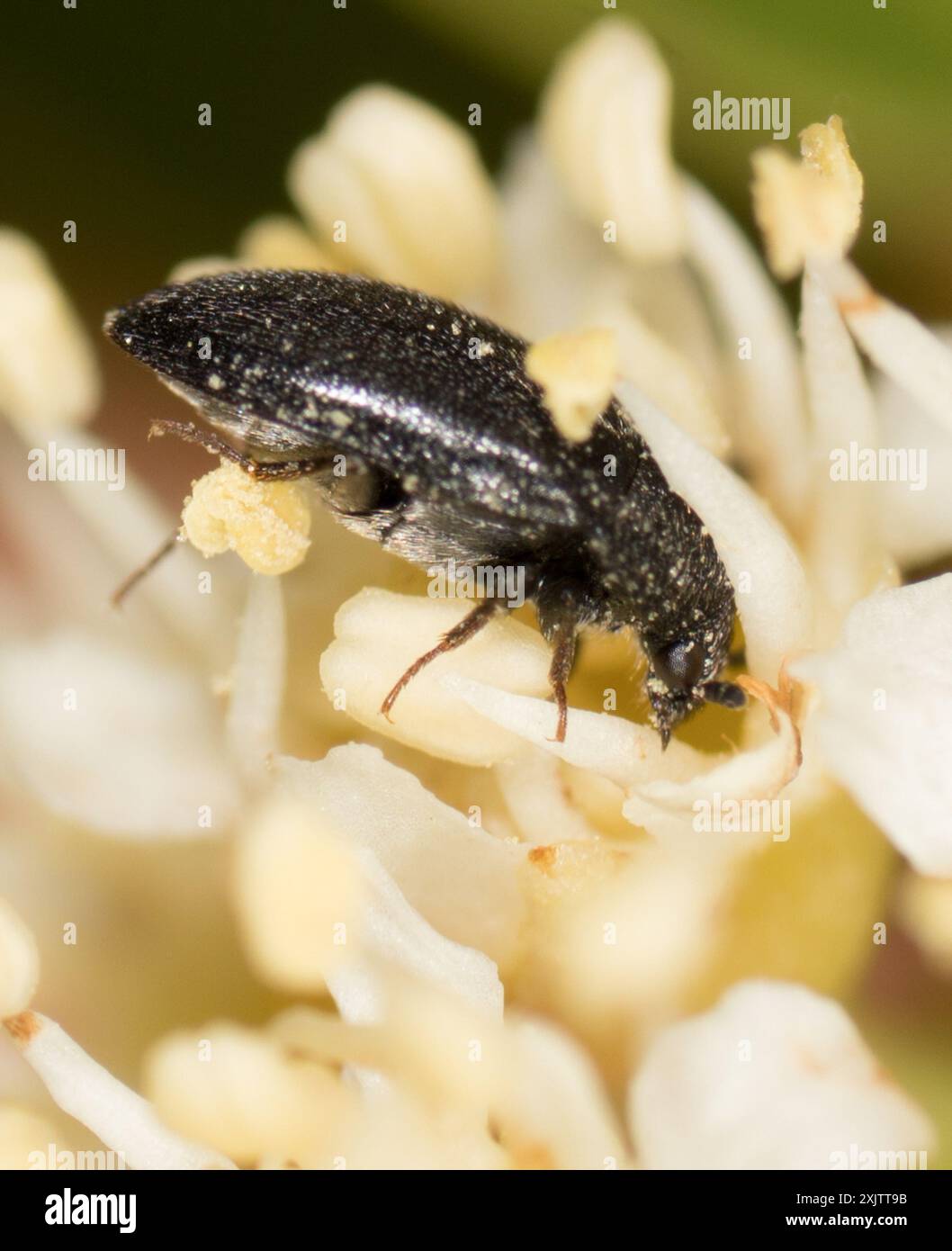 Skin Beetles (Dermestidae) Insecta Stock Photo - Alamy