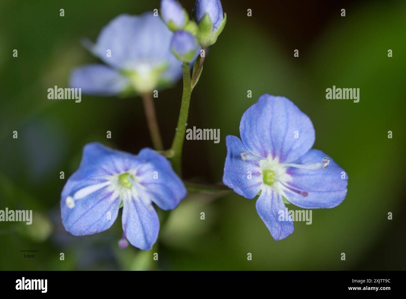 American brooklime (Veronica americana) Plantae Stock Photo - Alamy