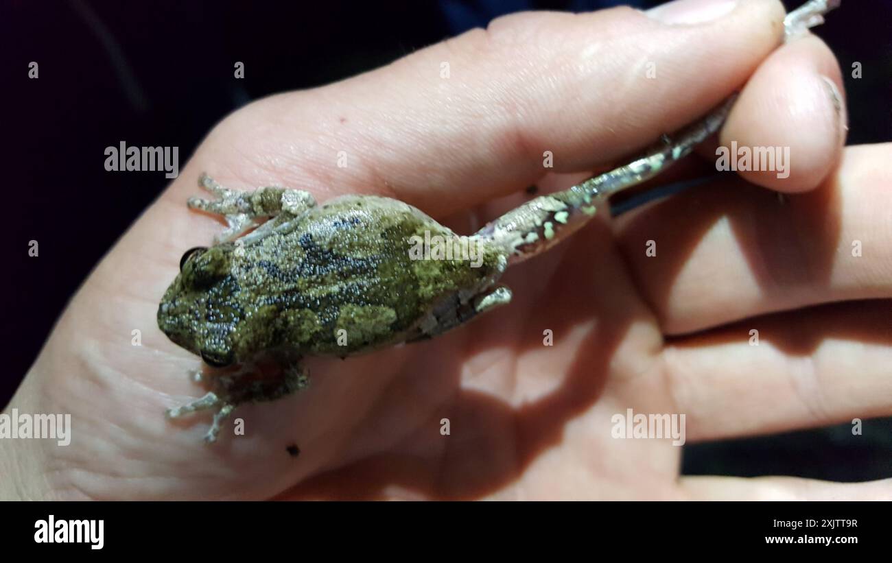 Bird voiced treefrog hi-res stock photography and images - Alamy