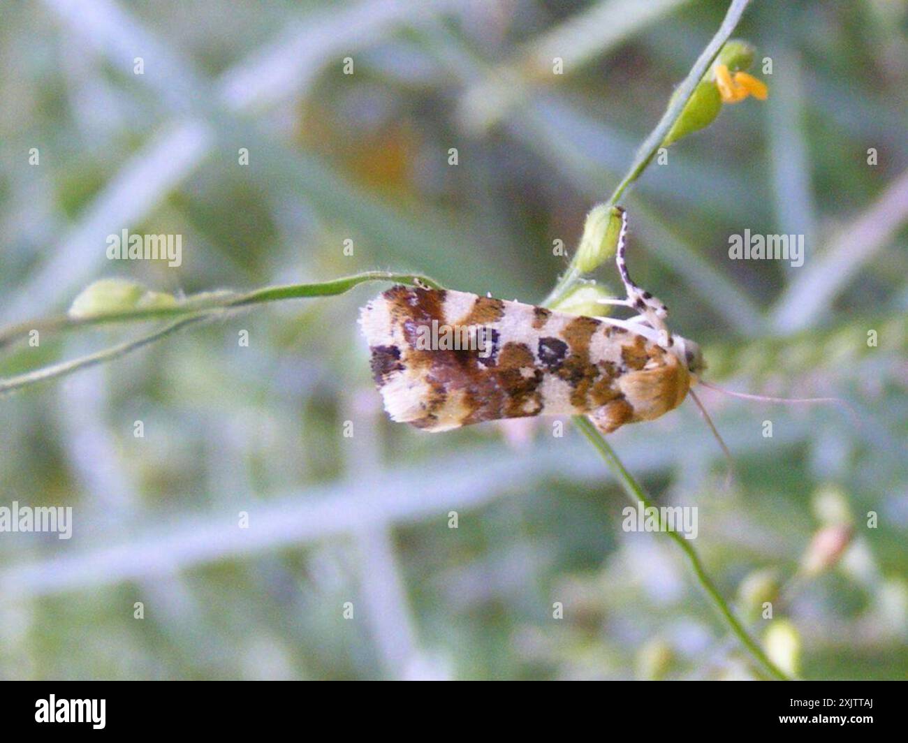 Mustard Droplet (Acontia transfigurata) Insecta Stock Photo - Alamy