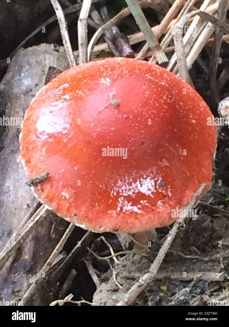 Chip Cherries (Leratiomyces ceres) Fungi Stock Photo - Alamy