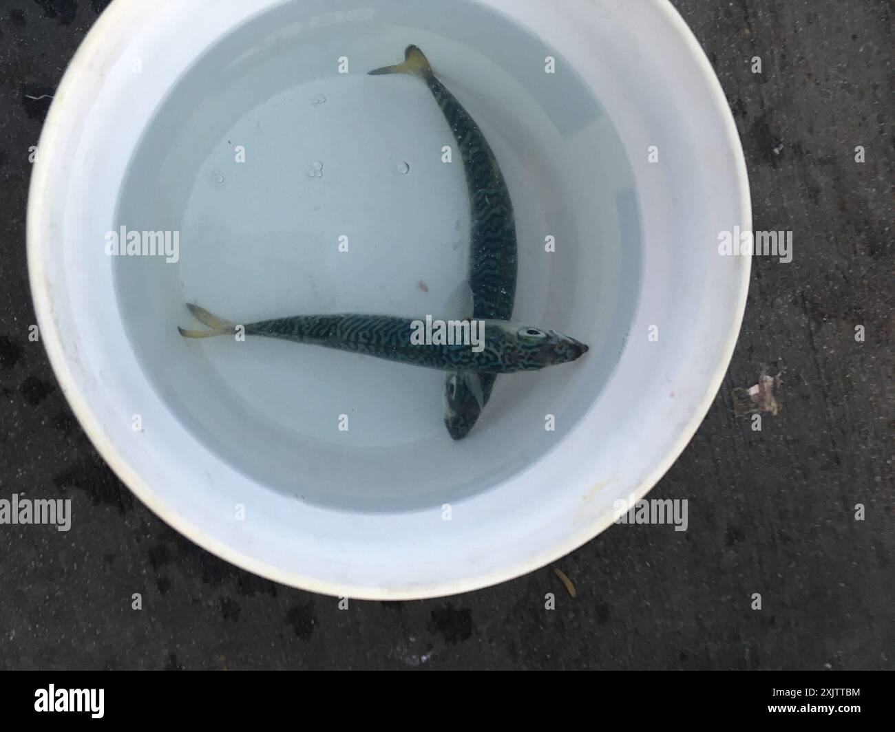 Pacific Chub Mackerel (Scomber japonicus) Actinopterygii Stock Photo ...