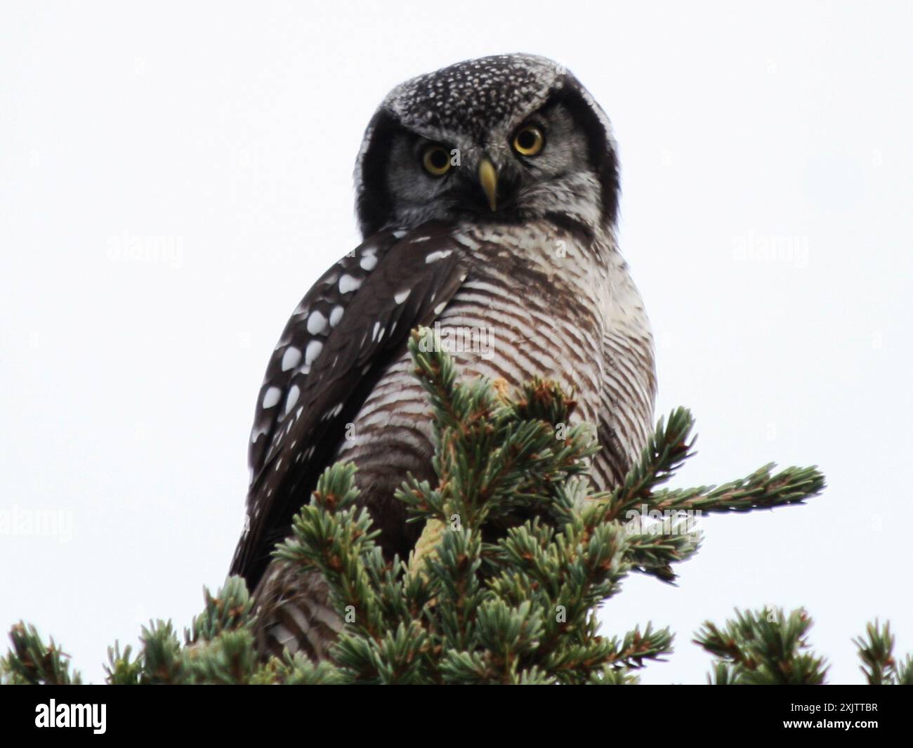 Northern Hawk Owl (Surnia ulula) Aves Stock Photo - Alamy