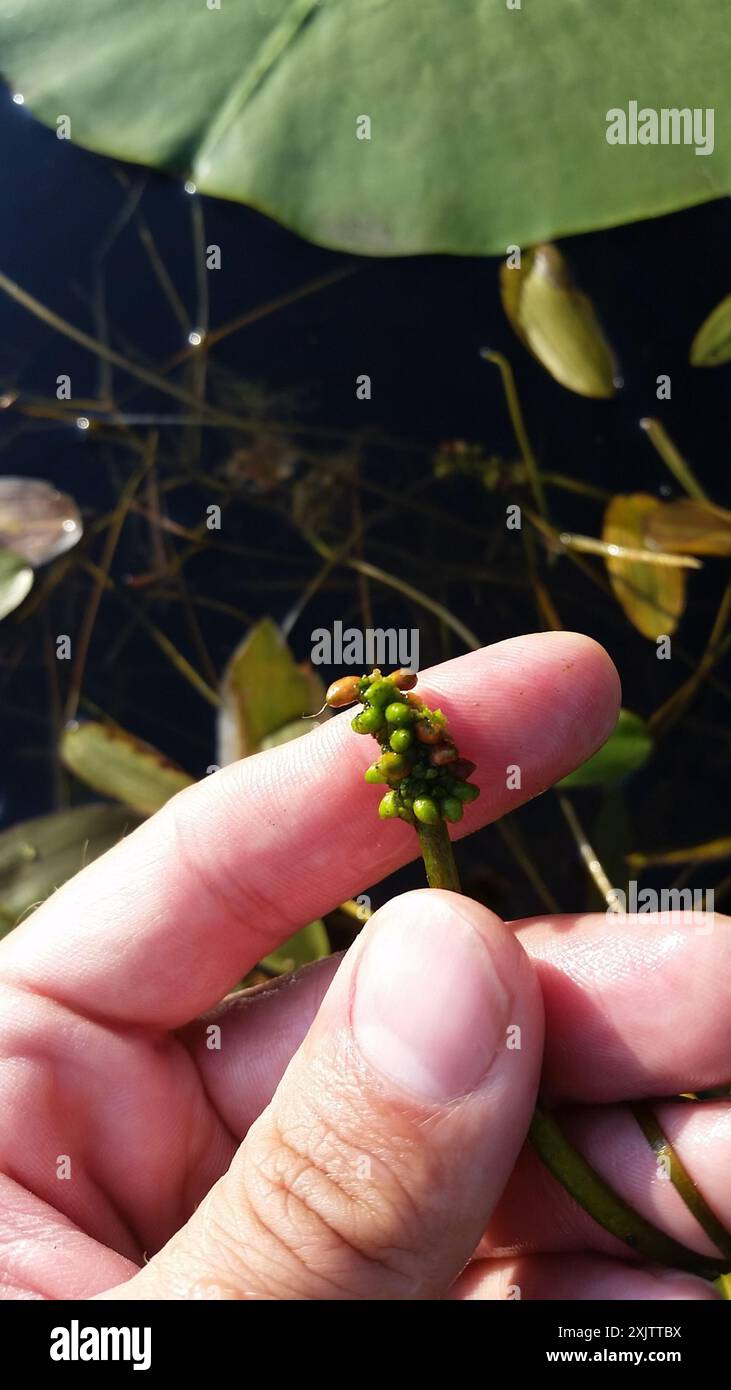 floating-leaved pondweed (Potamogeton natans) Plantae Stock Photo - Alamy