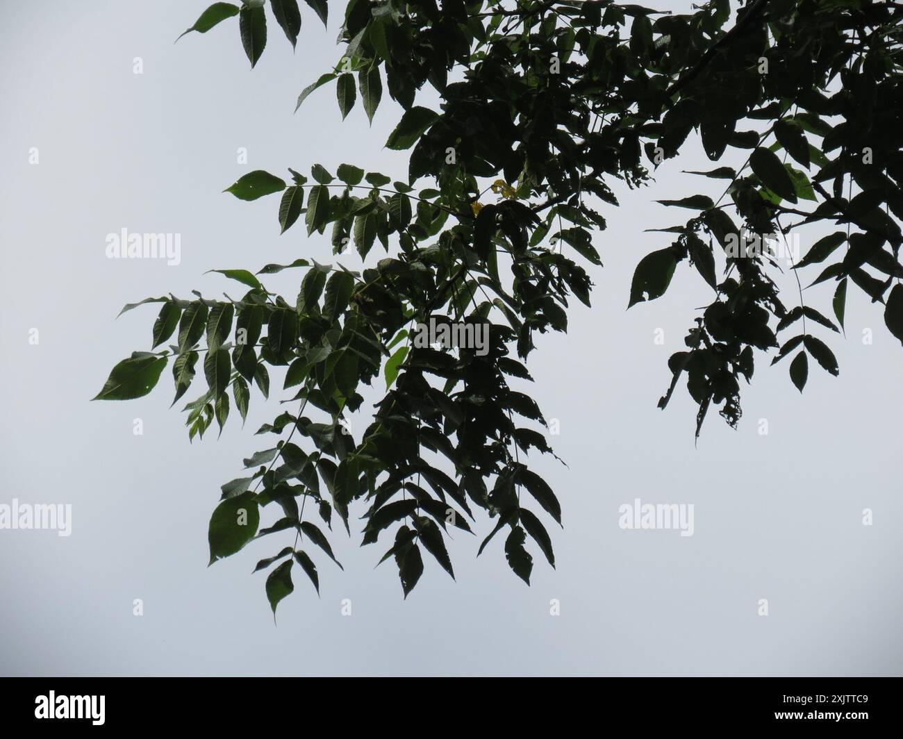 Butternut (Juglans cinerea) Plantae Stock Photo - Alamy
