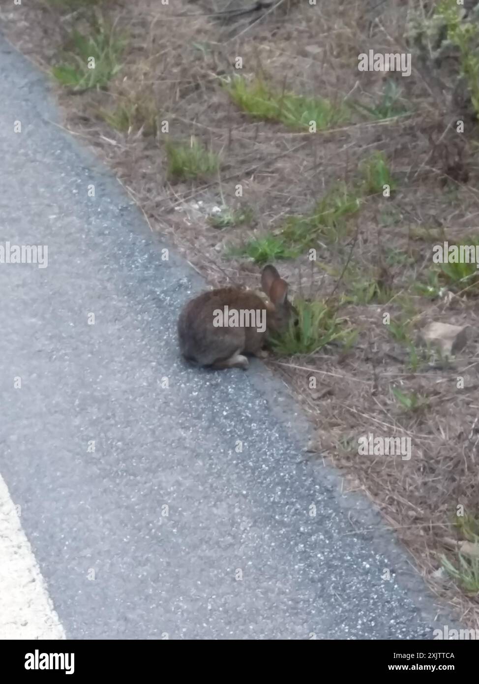 Brush Rabbit (Sylvilagus bachmani) Mammalia Stock Photo - Alamy