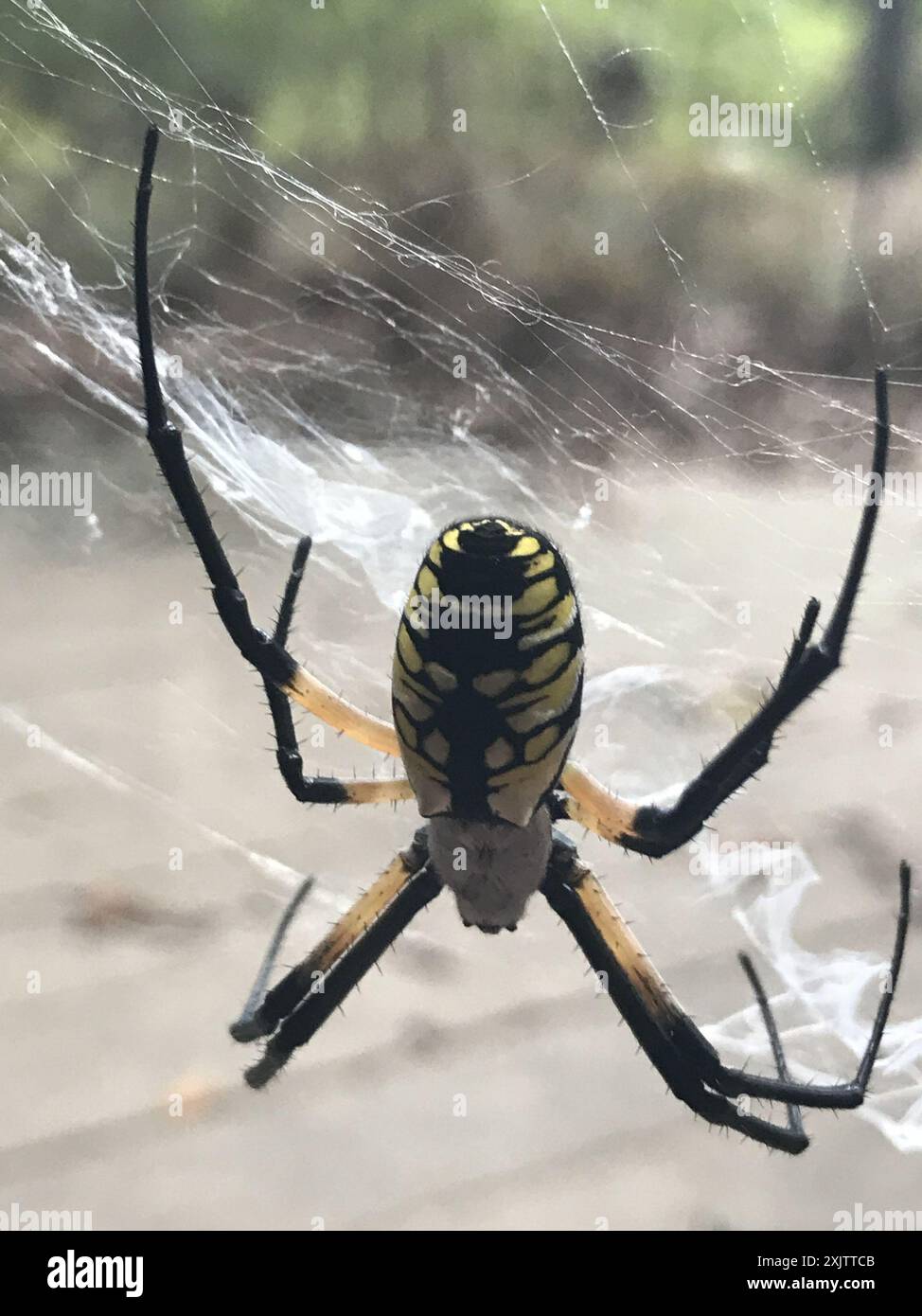 Yellow Garden Spider (Argiope aurantia) Arachnida Stock Photo - Alamy