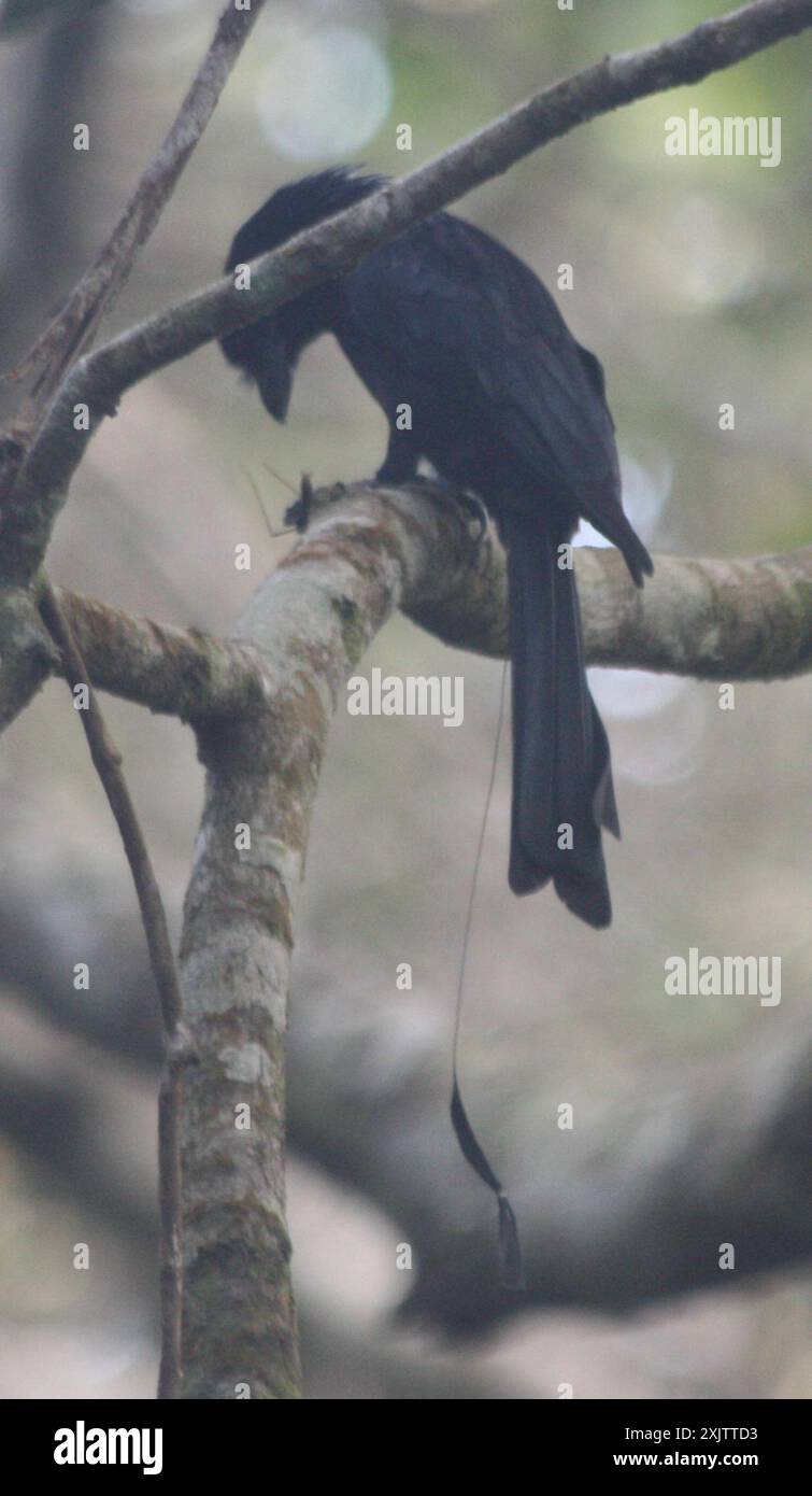 Greater Racket-tailed Drongo (Dicrurus paradiseus) Aves Stock Photo - Alamy