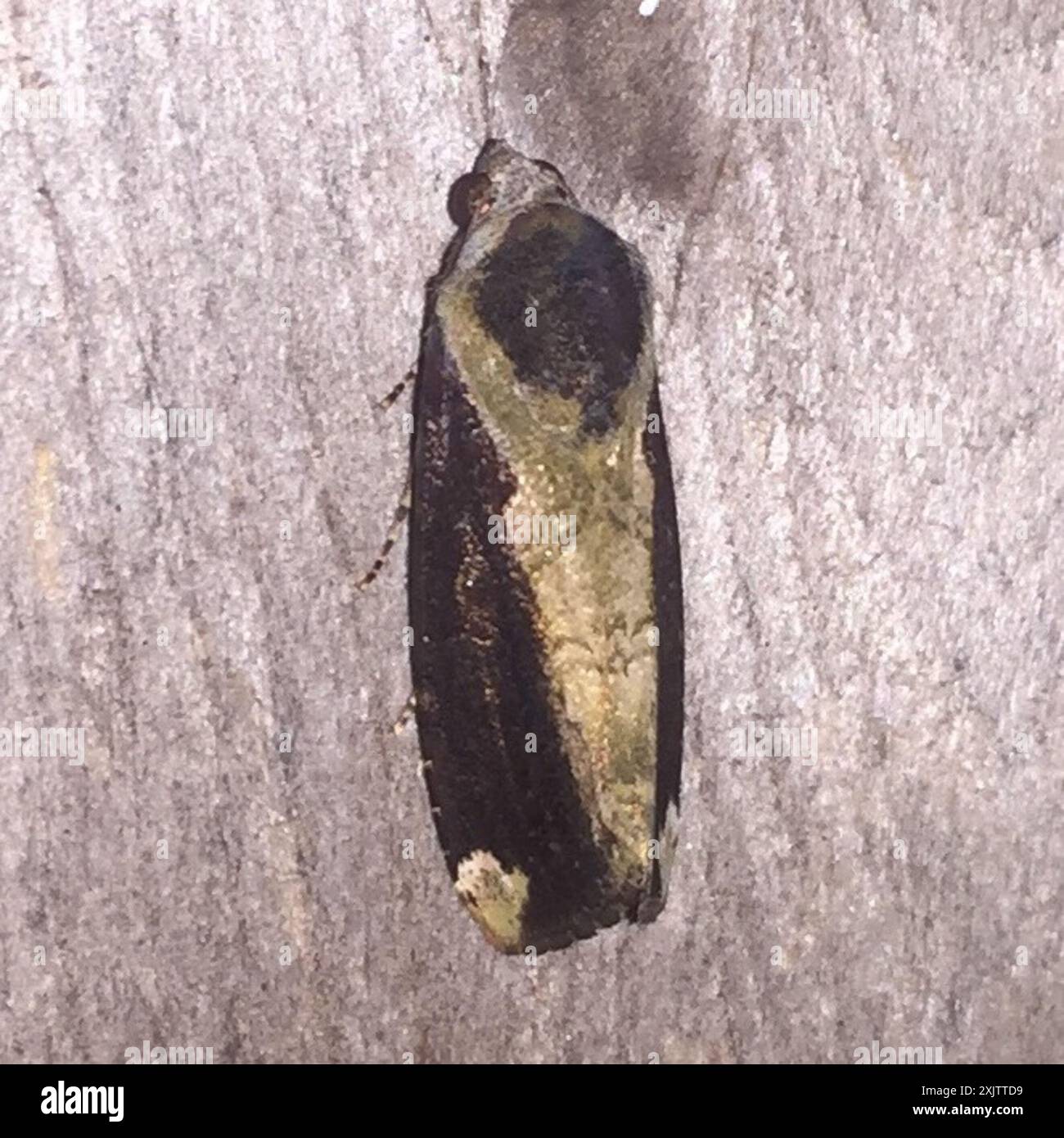 Variable Narrow-wing (Magusa divaricata) Insecta Stock Photo - Alamy