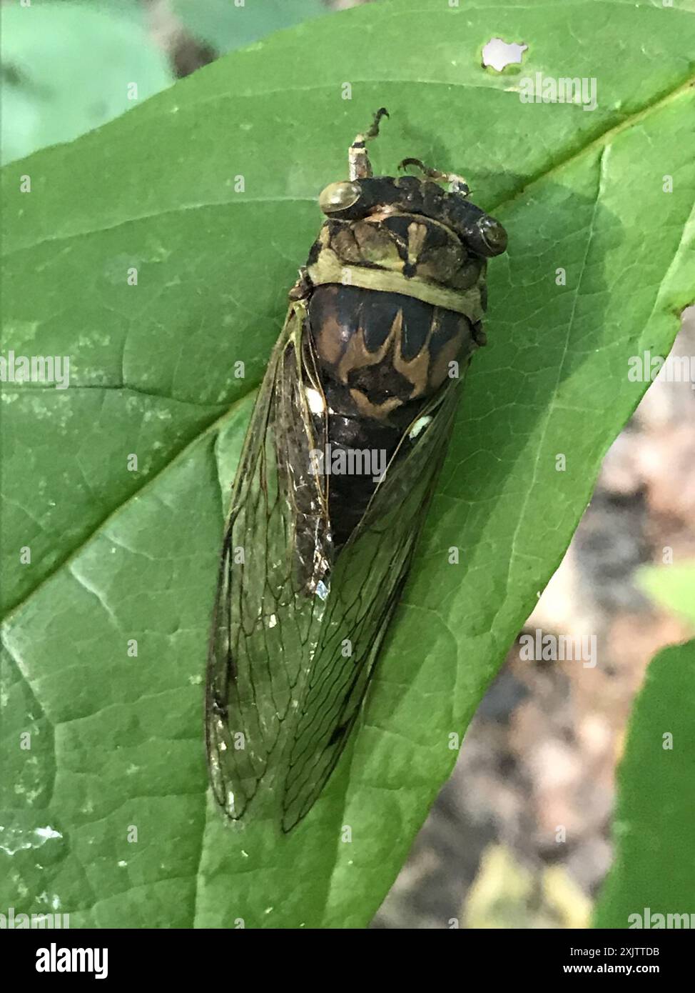 Scissor Grinder (Neotibicen pruinosus) Insecta Stock Photo - Alamy
