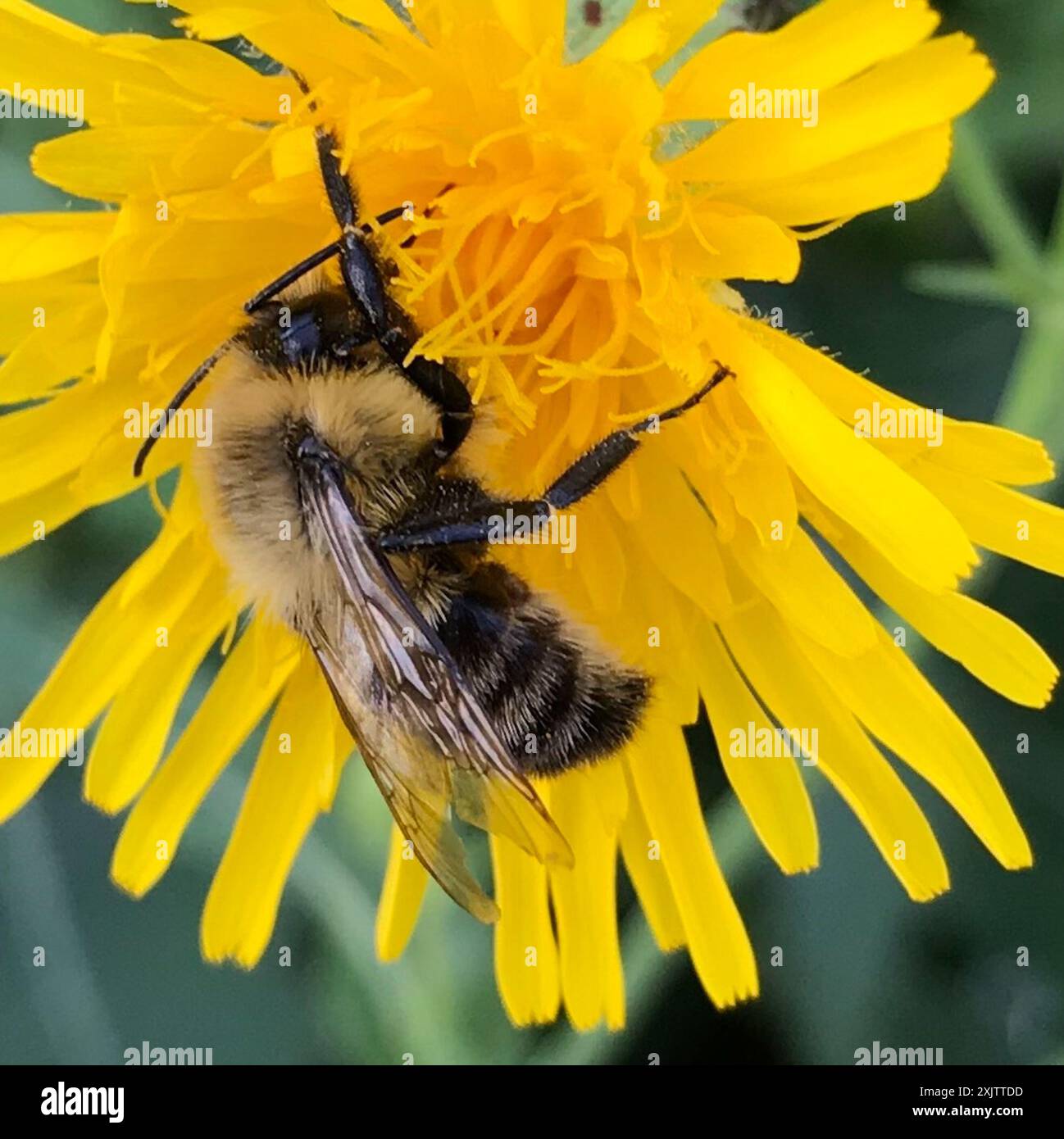 Common Eastern Bumble Bee (Bombus impatiens) Insecta Stock Photo - Alamy