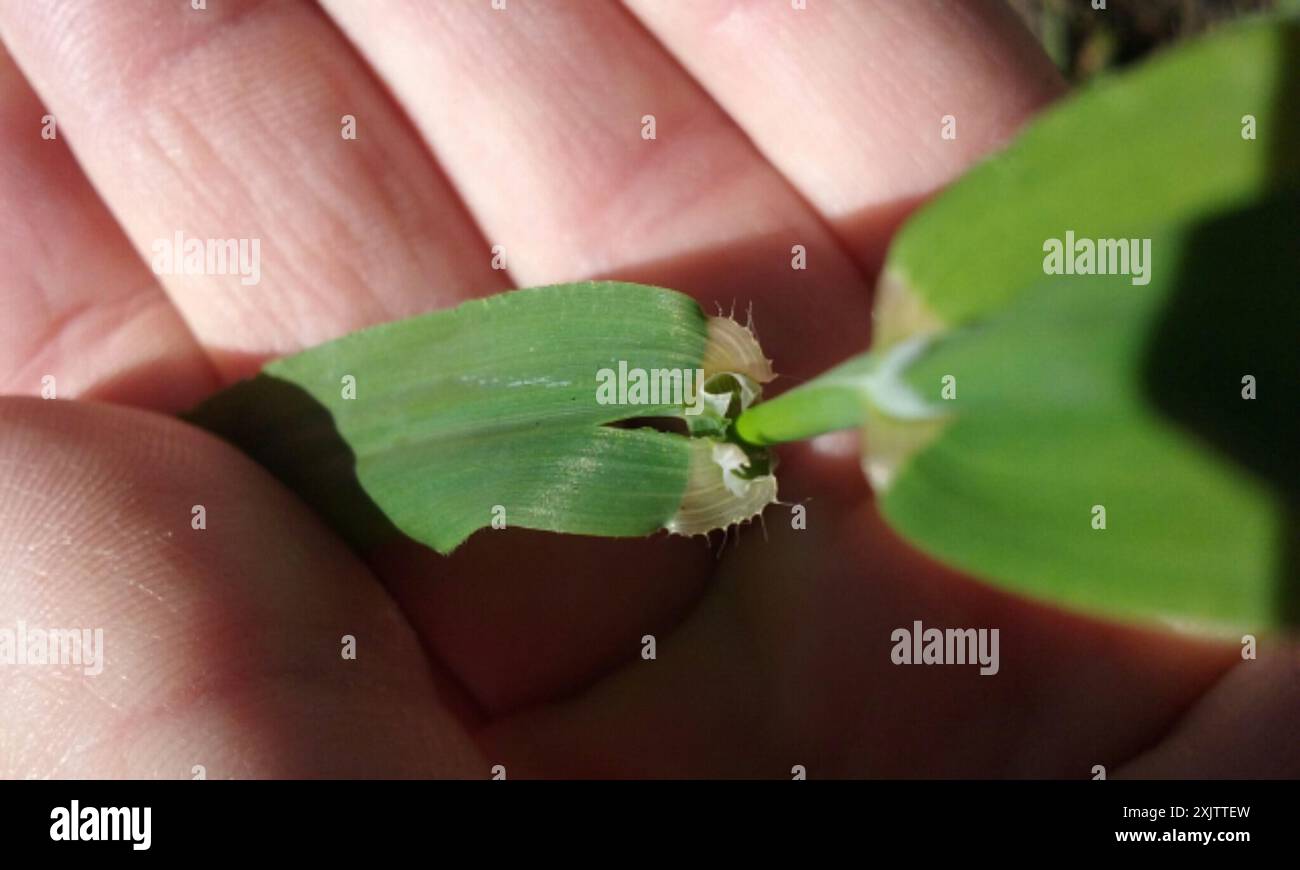 panic veldtgrass (Ehrharta erecta) Plantae Stock Photo - Alamy