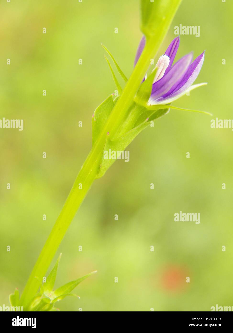 Venus's looking-glass (Triodanis biflora) Plantae Stock Photo - Alamy