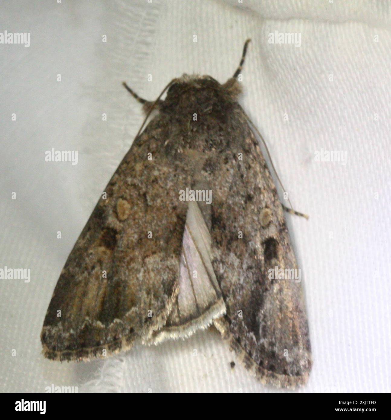 Armyworm Moths (Spodoptera) Insecta Stock Photo - Alamy