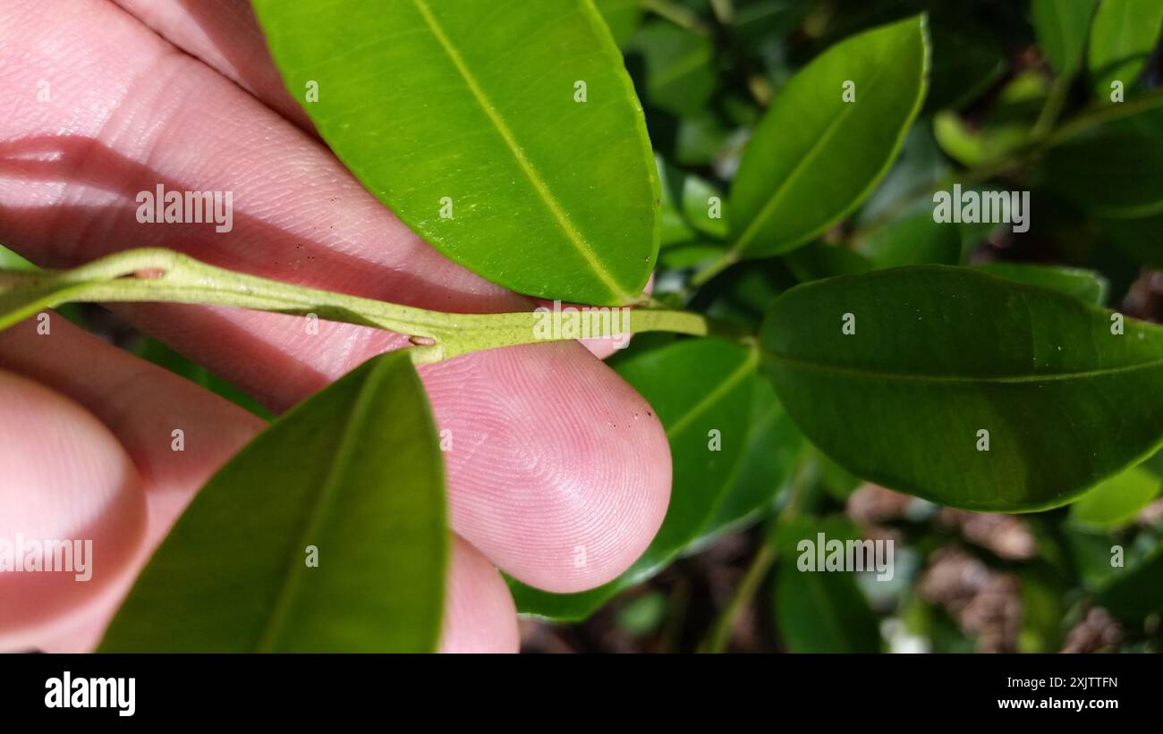 fetterbush lyonia (Lyonia lucida) Plantae Stock Photo - Alamy
