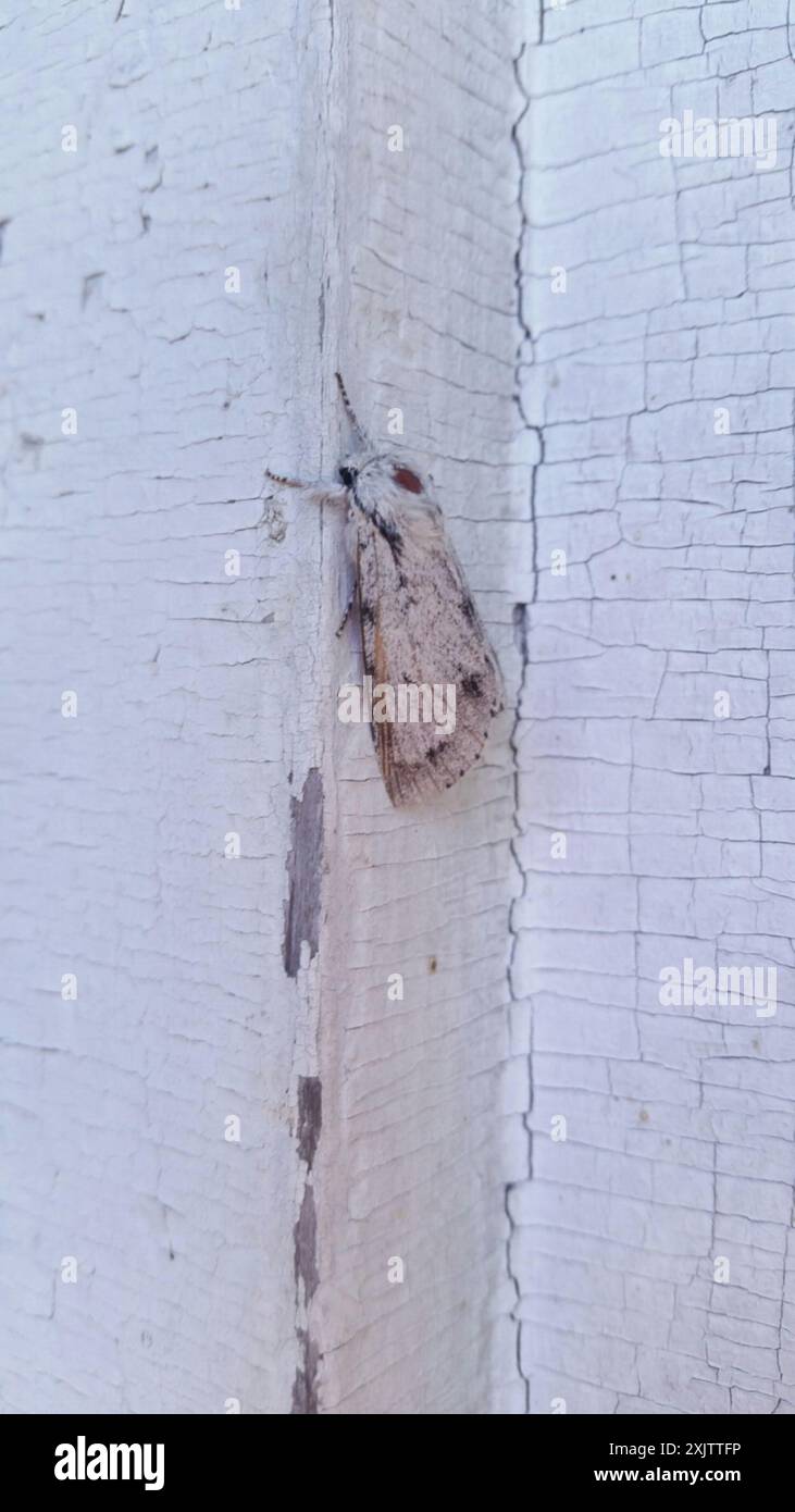 Cottonwood Dagger (Acronicta lepusculina) Insecta Stock Photo - Alamy