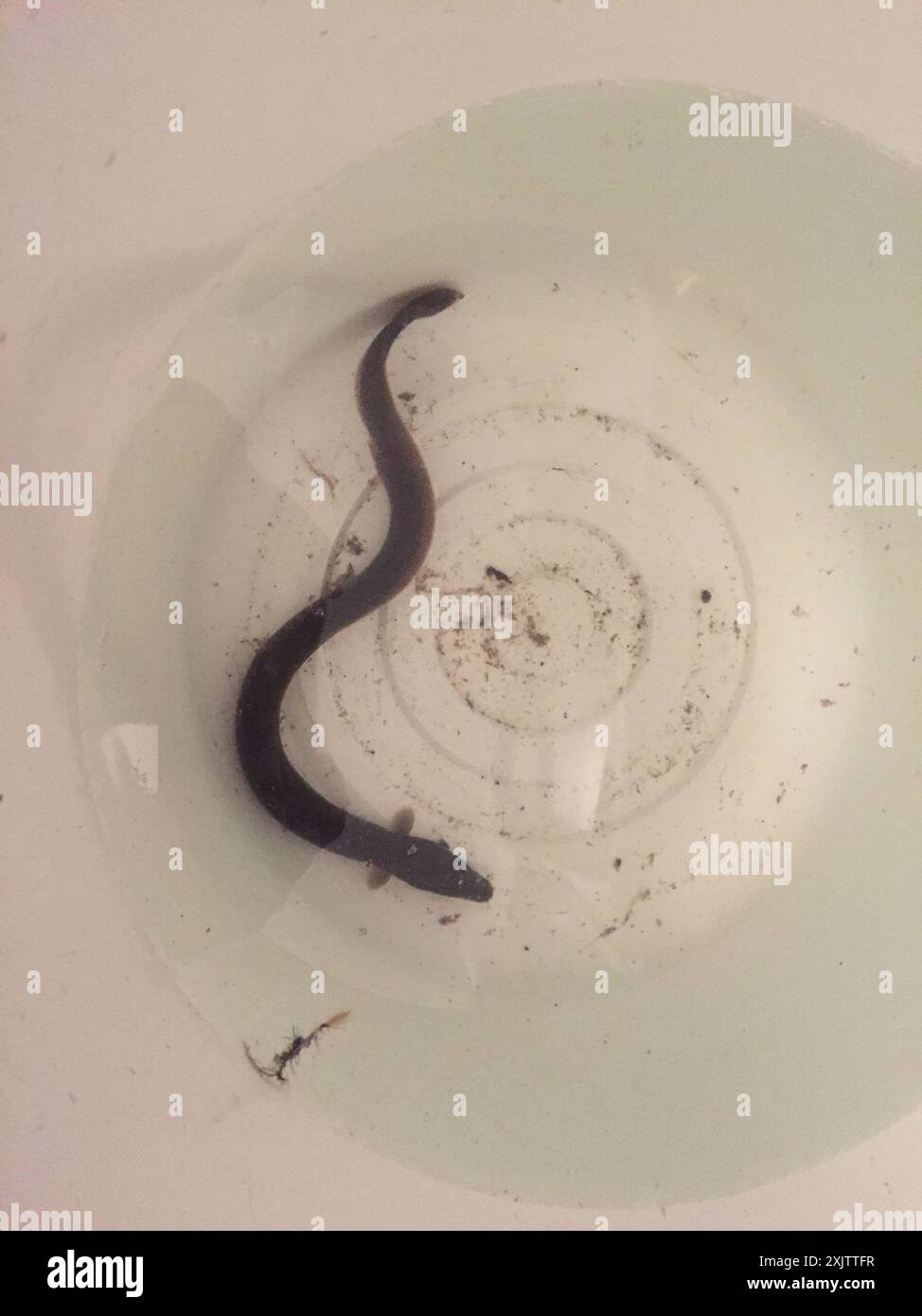 Short-finned Eel (Anguilla australis) Actinopterygii Stock Photo - Alamy