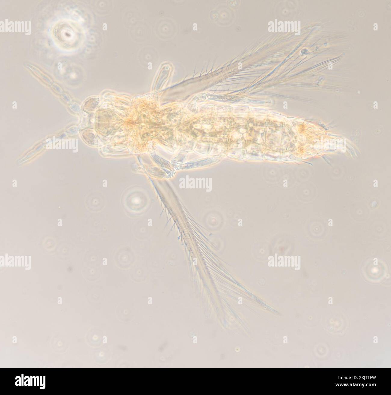 Chilli Thrips (Scirtothrips dorsalis) Insecta Stock Photo - Alamy