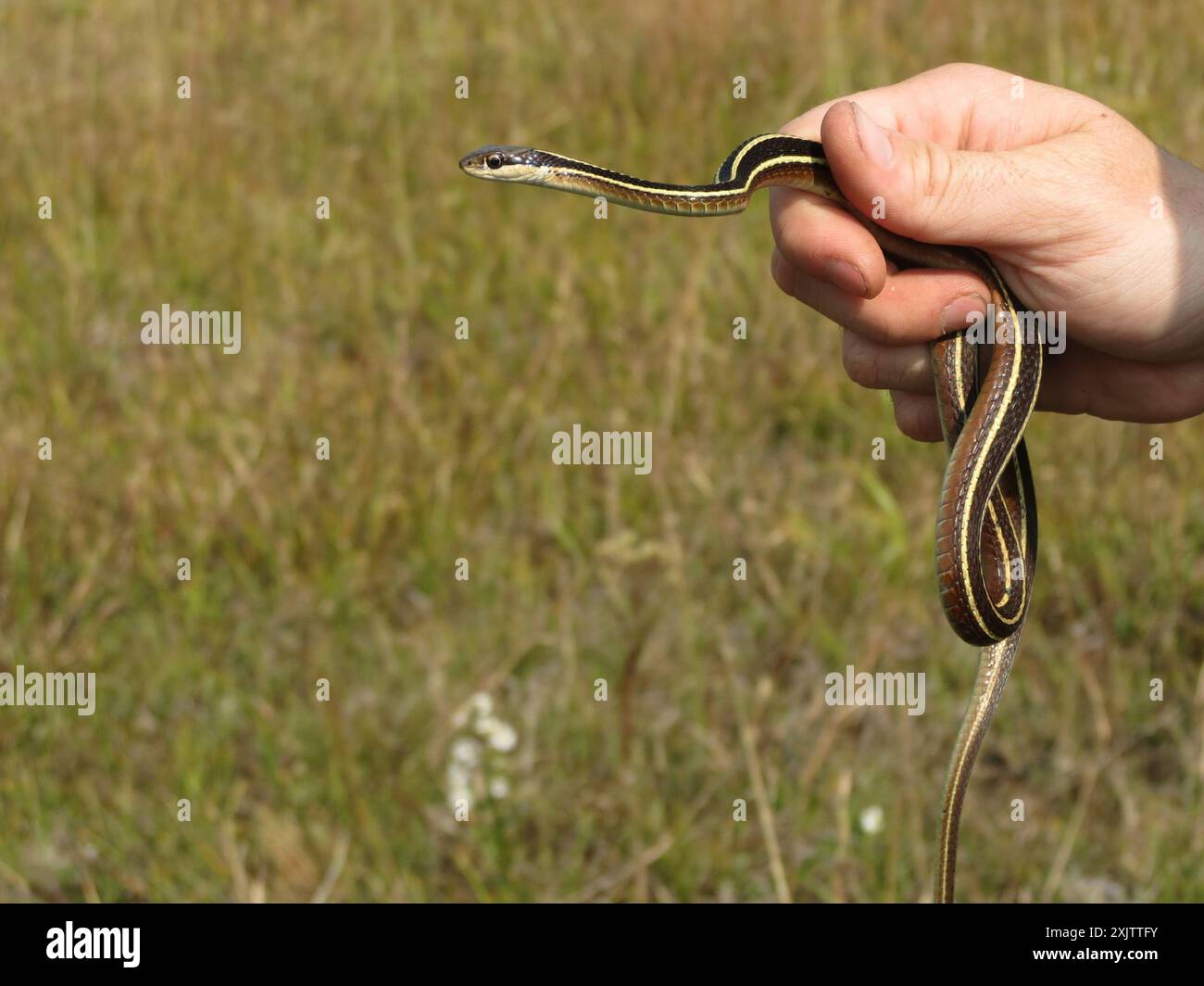Northern Ribbon Snake (Thamnophis saurita septentrionalis) Reptilia ...