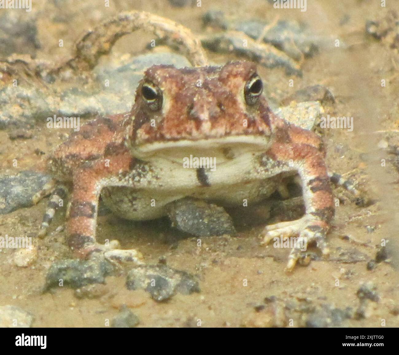 Fowler's Toad (Anaxyrus fowleri) Amphibia Stock Photo - Alamy