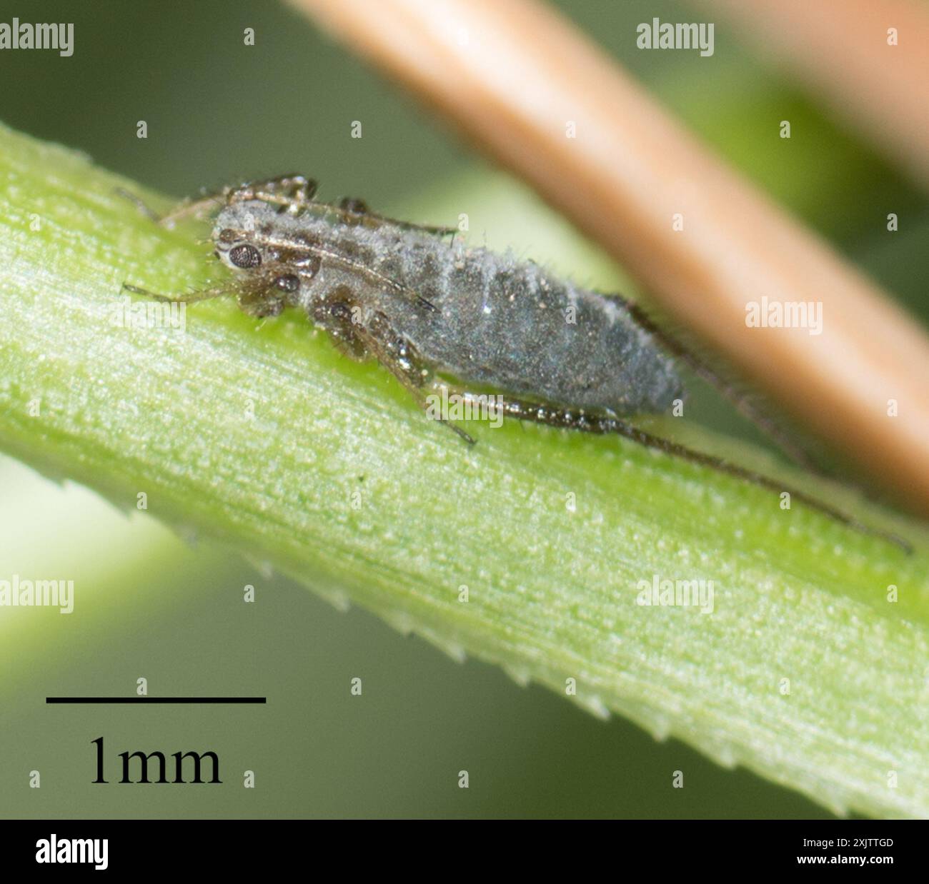 Pine Needle Aphids (Eulachnus) Insecta Stock Photo - Alamy