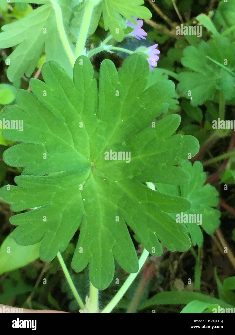 Dove's-foot crane's-bill (Geranium molle) Plantae Stock Photo - Alamy