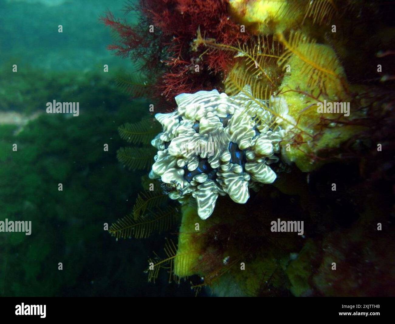 Gem Doris (Dendrodoris krusensternii) Mollusca Stock Photo - Alamy
