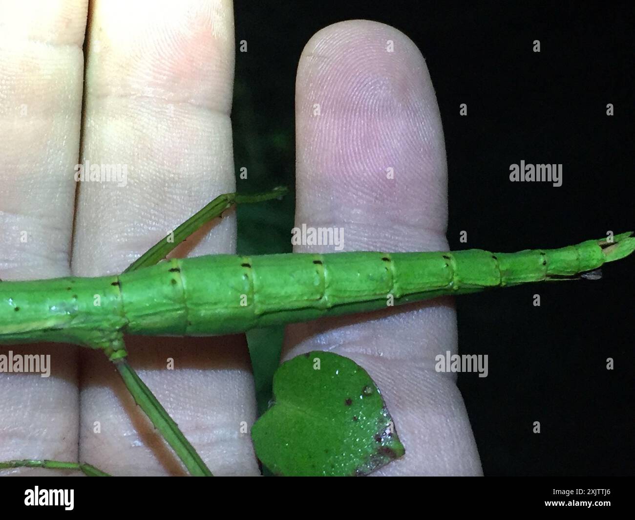 Stick Insects (Phasmida) Insecta Stock Photo - Alamy