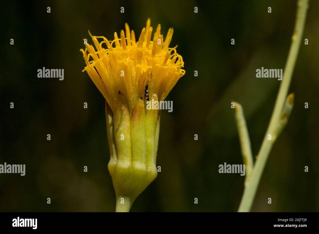Trans-Pecos Poreleaf (Porophyllum scoparium) Plantae Stock Photo - Alamy