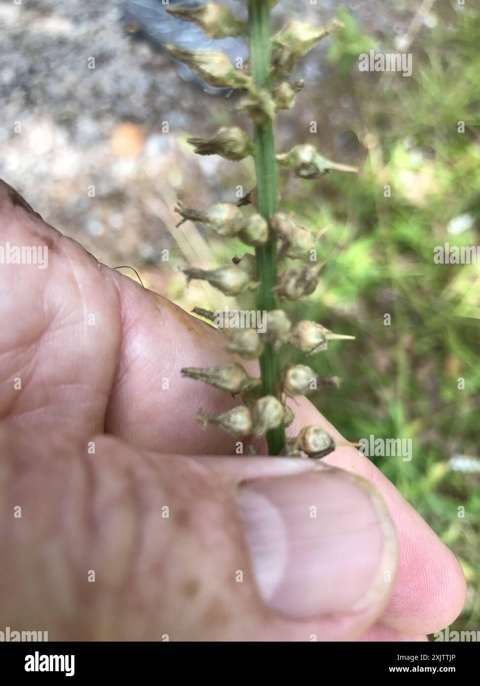 White-tubed Colicroot (Aletris farinosa) Plantae Stock Photo - Alamy