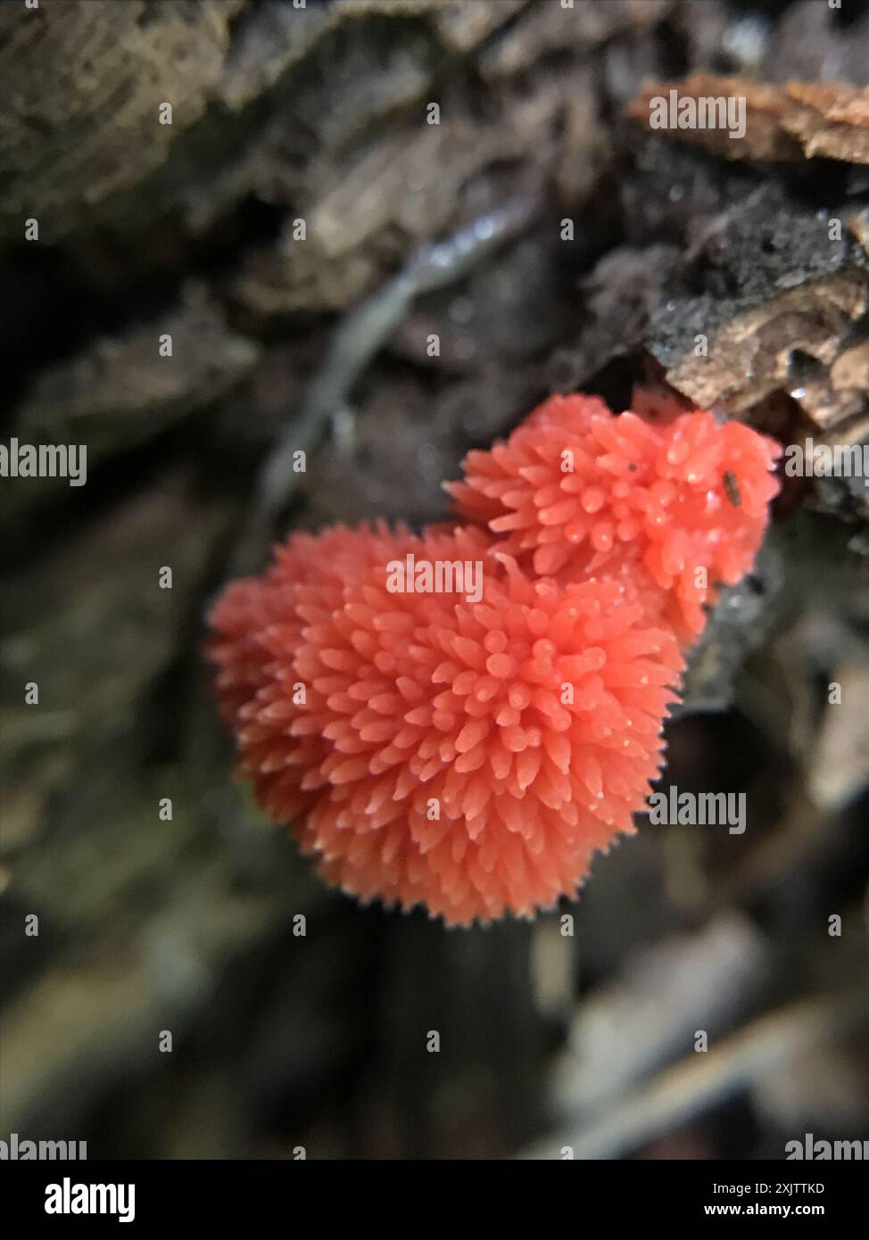 Red Raspberry Slime Mold (Tubifera ferruginosa) Protozoa Stock Photo ...