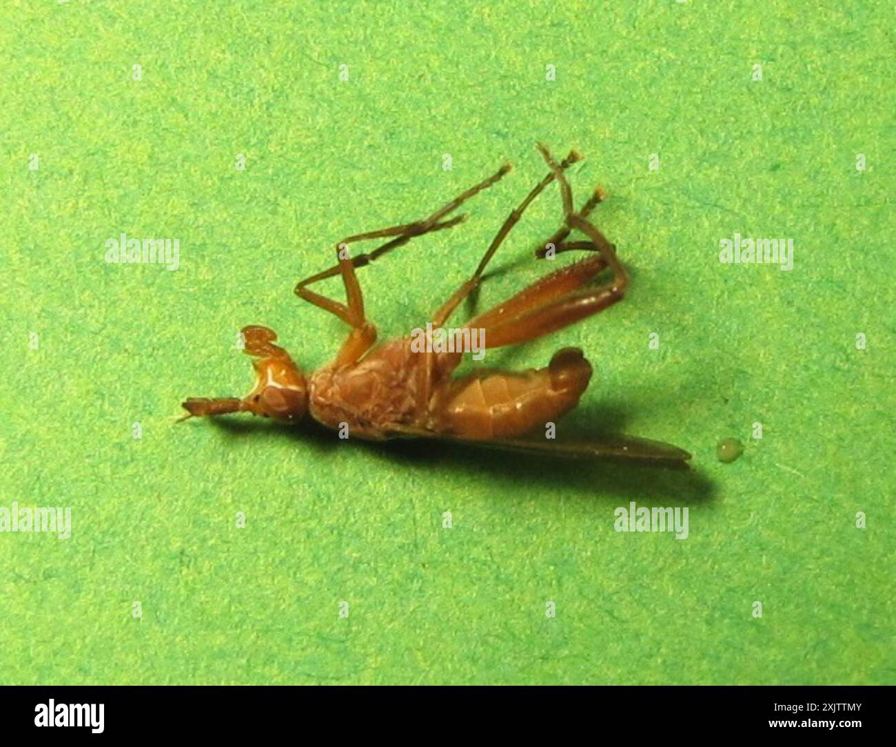 Sepedon hi-res stock photography and images - Alamy