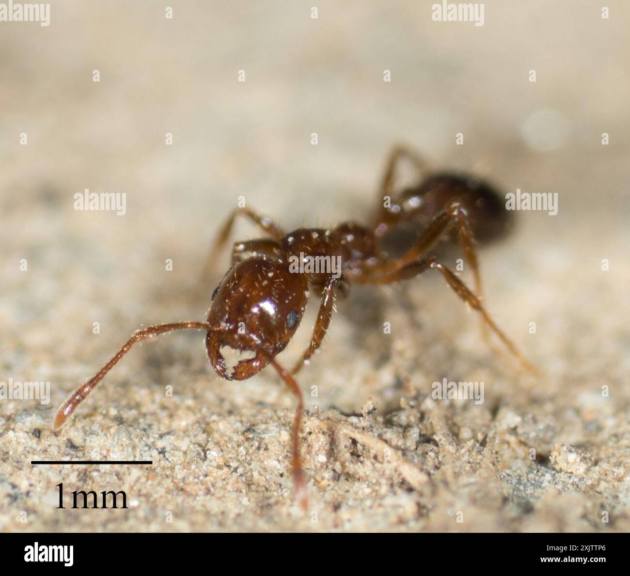 Red Imported Fire Ant (Solenopsis invicta) Insecta Stock Photo - Alamy