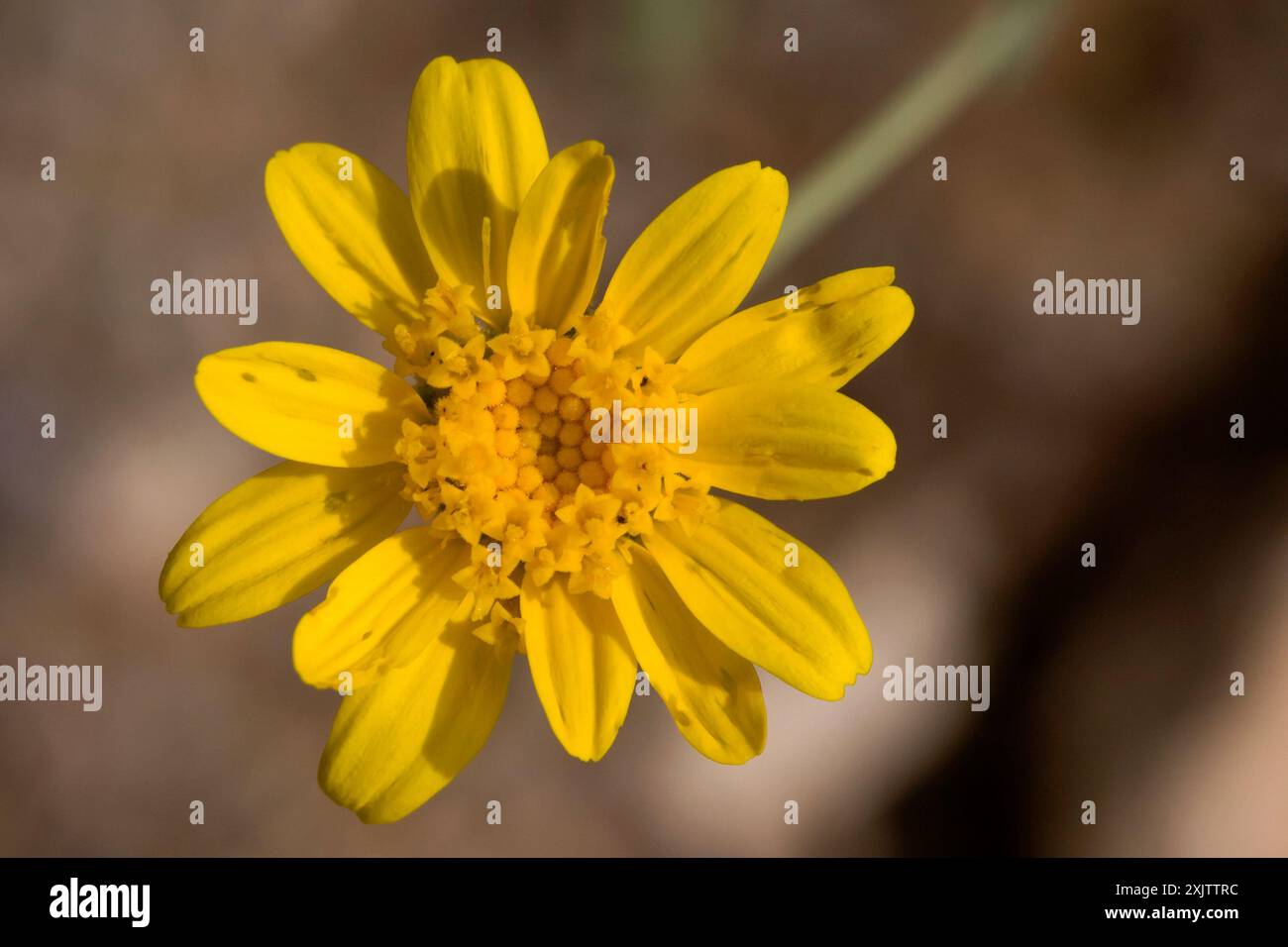 hairyseed bahia (Picradeniopsis absinthifolia) Plantae Stock Photo - Alamy