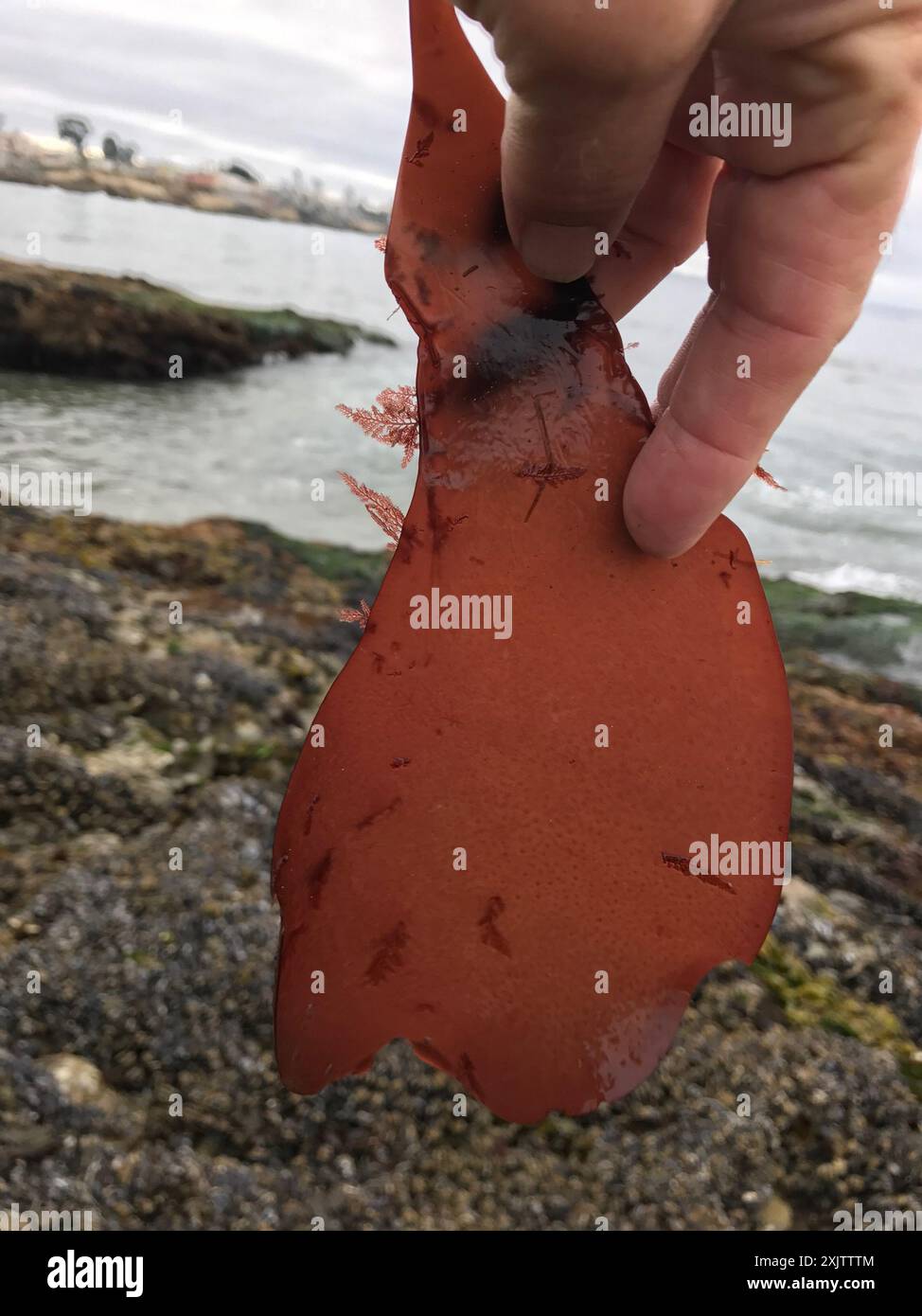 Turkish Towel (Chondracanthus exasperatus) Plantae Stock Photo - Alamy