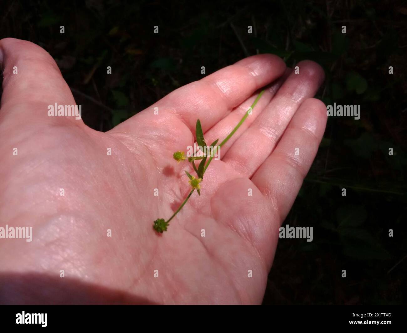small-flowered buttercup (Ranunculus abortivus) Plantae Stock Photo - Alamy