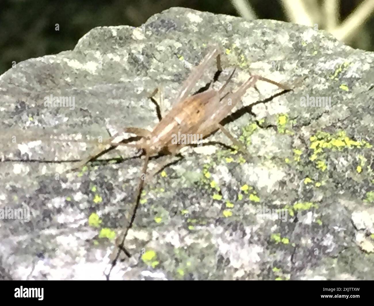 Camel Crickets, Cave Crickets, and Cave Wēta (Rhaphidophoridae) Insecta ...