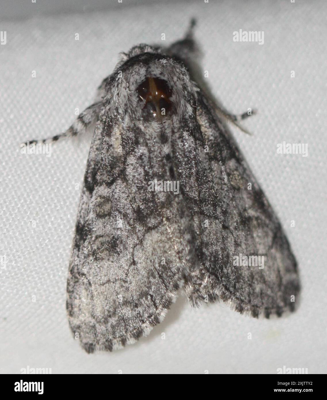 Brother Moth (Raphia frater) Insecta Stock Photo - Alamy