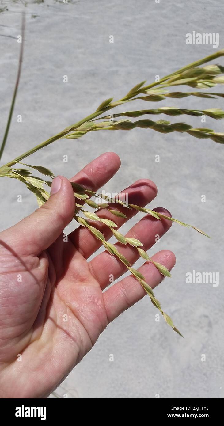 sea oats (Uniola paniculata) Plantae Stock Photo - Alamy