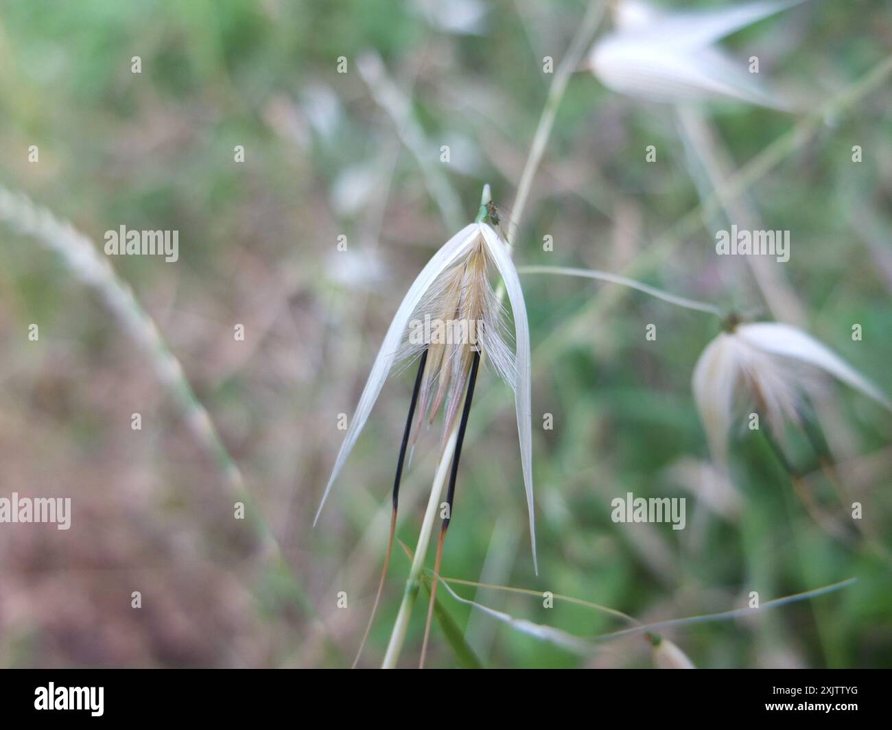 animated oat (Avena sterilis) Plantae Stock Photo - Alamy