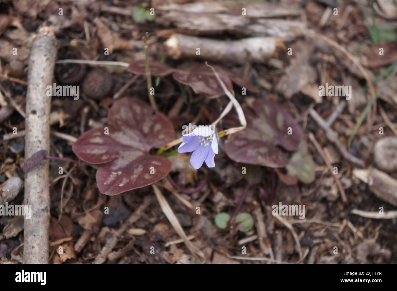 round-lobed hepatica (Hepatica americana) Plantae Stock Photo - Alamy